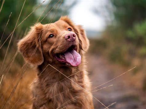 Why feed your pet EUKANUBA? » EUKANUBA