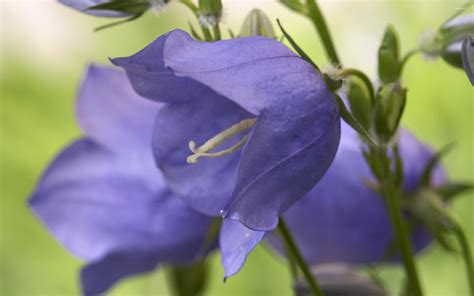 Bellflower wallpapers, Earth, HQ Bellflower pictures | 4K Wallpapers 2019