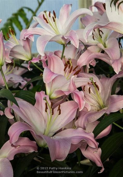 Table Dance Lily by Patty Hankins Fine Art Floral Photographer ...