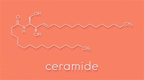 The Functions and Benefits of Ceramides Lyphar Provide Top Quality
