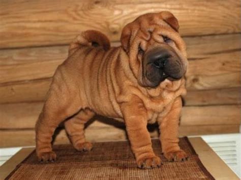 Какую породу собак китайцы называют "песчаная шкура"? | Shar pei ...