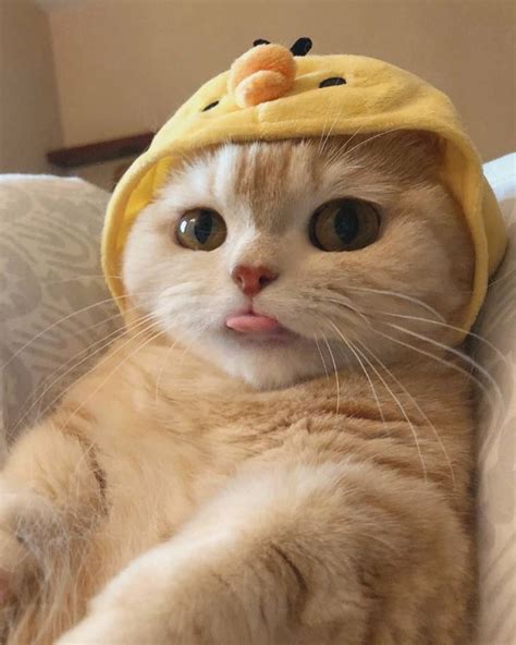 Pin by lille hammer on Коты | Cute cats and dogs, Cute cats, Funny cute ...