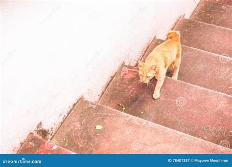 Cat Step On The Stairs At Temple Royalty-Free Stock Photography ...