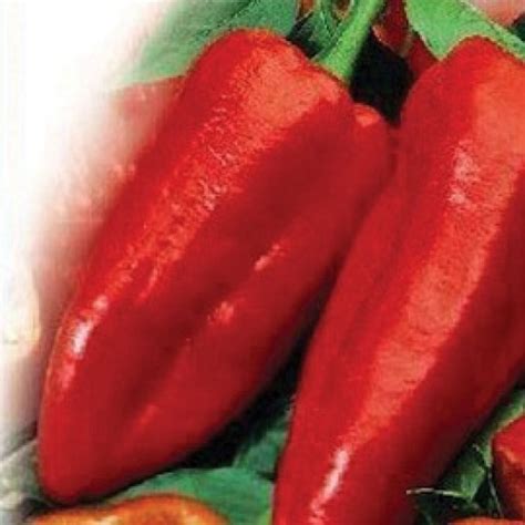 Семена Перец сладкий «Богатырь» купить в интернет-магазине ФОНД СССР с ...