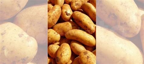 Семенной картофель купить в Рязани | Товары для дома и дачи | Авито