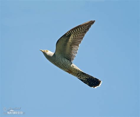 Kuckuck Bilder, Kuckuck Fotos | NaturFoto