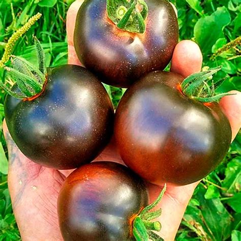 Chestnut Chocolate (Каштановый Шоколад ) • СВеточки