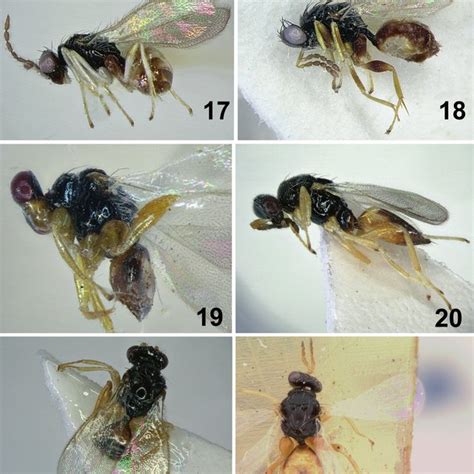 (17) Euplectrus brevisetulosus Zhu & Huang, female, lateral view; (18 ...
