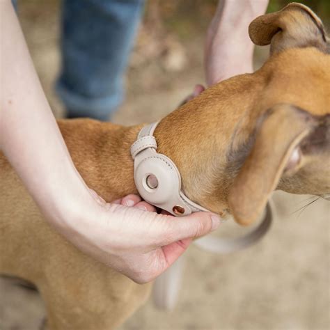 Can You Use AirTag to Track Pet Dogs and Cats?