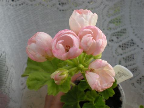 Marbacka Tulpan Пеларгония Фото – Telegraph