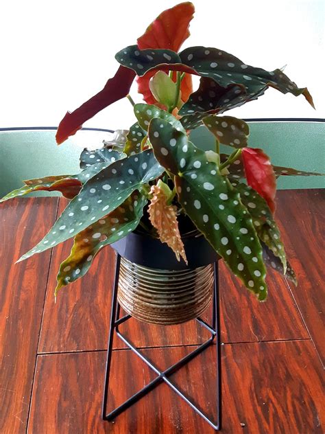 My new baby ♡ : IndoorGarden