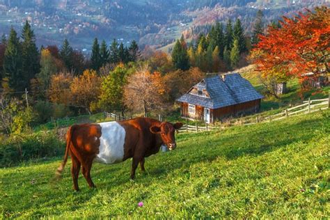 Осінь в Карпатах від Ярослава Тюрменка