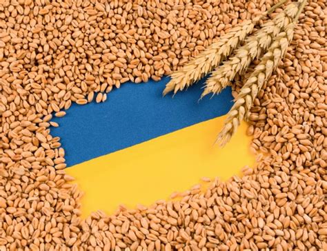 Разследване в Полша: Ядем хляб от над 100 тона украинска пшеница ...