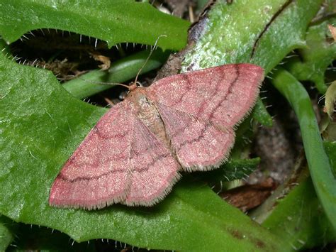 lepinet.fr - Scopula rubiginata - La Phalène rougeâtre, l'Acidalie rougie