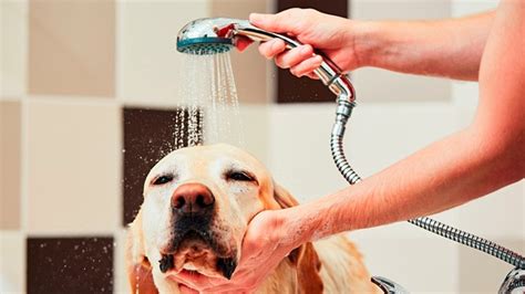 Sparduschkopf: Mit diesen Duschköpfen sparen Sie Wasser und Geld ...