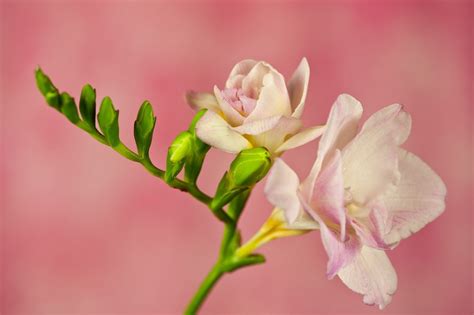 Фрезия цветы - фото и картинки: 56 штук