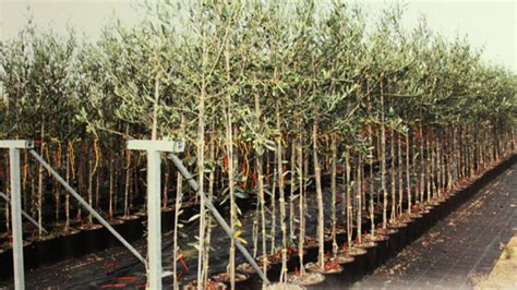 Introduzione: gli olivi | Euro Plants Vivai