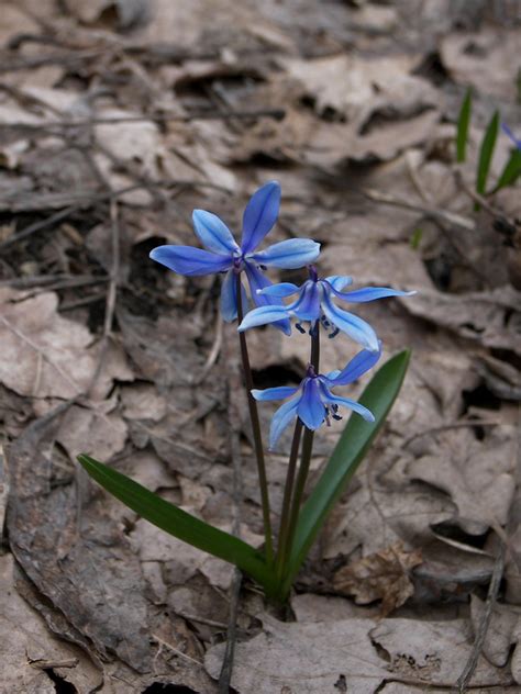 Scilla siberica - Изображение особи - Плантариум