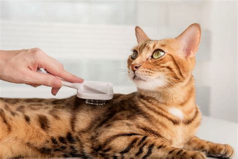 Бенгальская кошка: фото, окрасы, характер и особенности породы | WHISKAS®