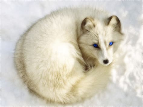Arctic Fox - Foxes Wallpaper (40455191) - Fanpop