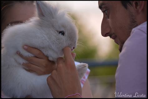 Batuffolo Bianco Foto % Immagini| animali, natura, casa Foto su ...