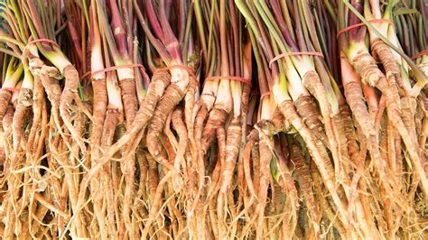 Dong Quai Benefits & Uses Explained - Herbal Guide - Wellwear