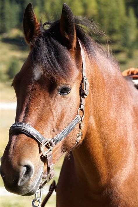 Tête De Cheval Brun Des · Photo gratuite sur Pixabay