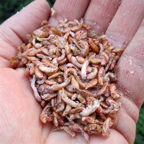 Gammarus natural food- Dried Gammarus - 50 gr/ 500 ml - Acquista online ...