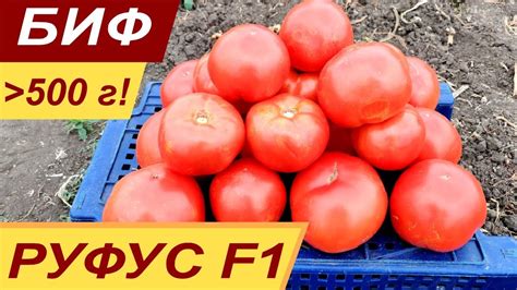 РУФУС F1 - суперБИФ от Rijder Seeds (Райдер Сидс) - Добрые Семена.ру ...