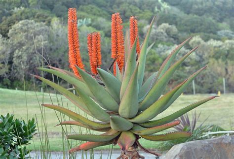 Aloe ferox | Tree SA