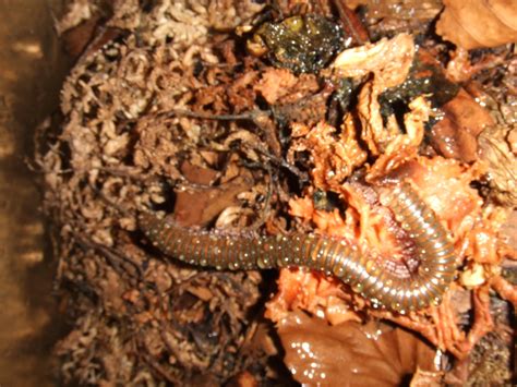 Telodeinopus aoutii (Skeleton Leg Millipede) - Legs | Tarantula Forum