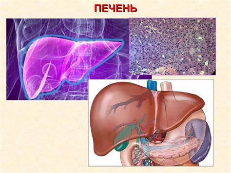 Строение печени и поджелудочной железы - презентация онлайн
