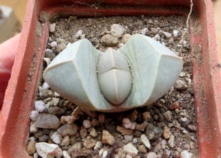 lapidaria margaretae — Cactus-shop