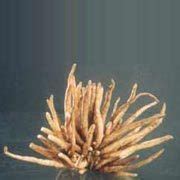 Safedmusli buy in Kolkata