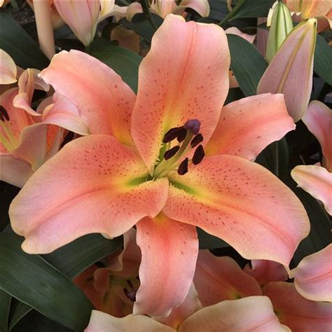 Lily Zelmira - Bluebird Springs Farm