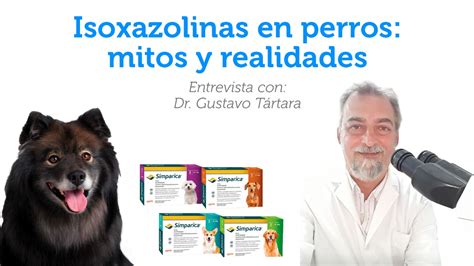 Isoxazolinas en perros: mitos y realidades - Pet Industry