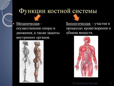 Опорно-двигательный аппарат. (костная и мышечная системы) - презентация ...