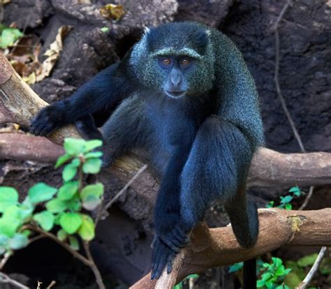 Blue Monkey