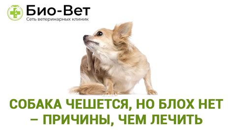 Собака чешется, но блох нет – причины, чем лечить // Сеть Ветклиник Био ...