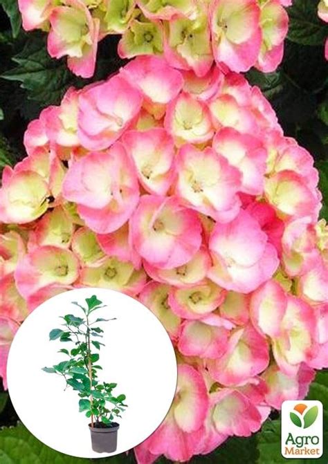 Гортензия крупнолистная 4-х летняя "Rembrandt Dolce Chic" (70-90см ...