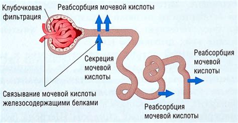 Мочевая кислота в крови повышена: причины симптомы и лечение