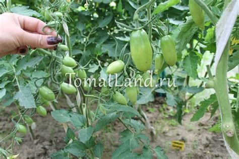 Томат Изумрудный самоцвет: описание сорта, ОТЗЫВЫ (9), фото | tomatland.ru