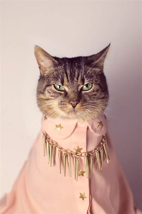 GLAM CATS March 20, 2017 | ZsaZsa Bellagio - Like No Other | Cats ...