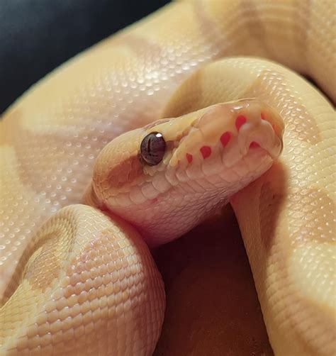 My first snake, I love her already : r/ballpython