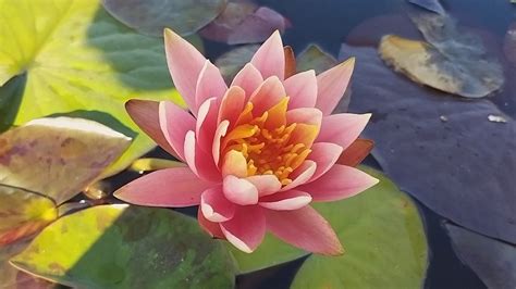 Нимфея Colorado (Колорадо) кувшинка, waterlily, водные растения, пруд ...