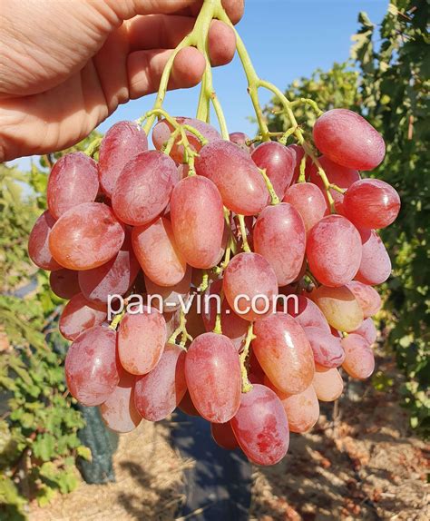 Фотон — pan-vin.com