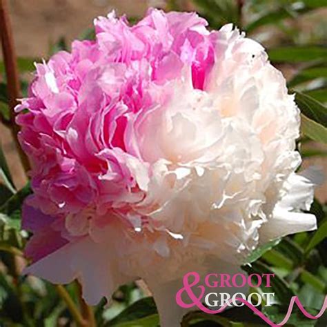 Mister Ed peony | Available all year round | Free qoute