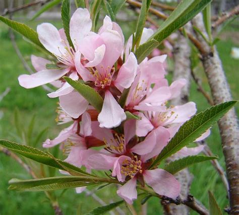 Amygdalus nana - Изображение растения - Плантариум