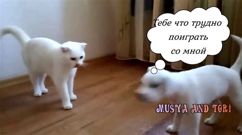 Игра собачки и кошечки - YouTube