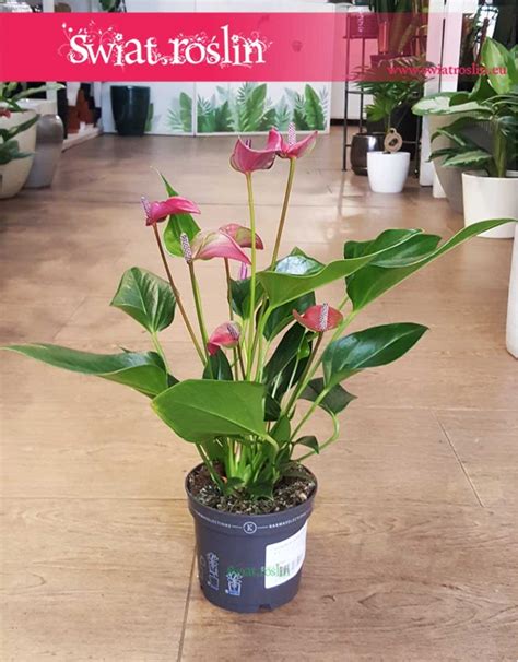 Anturium 'Karma Purple' Anthurium, Świat Roślin sklep z roślinami